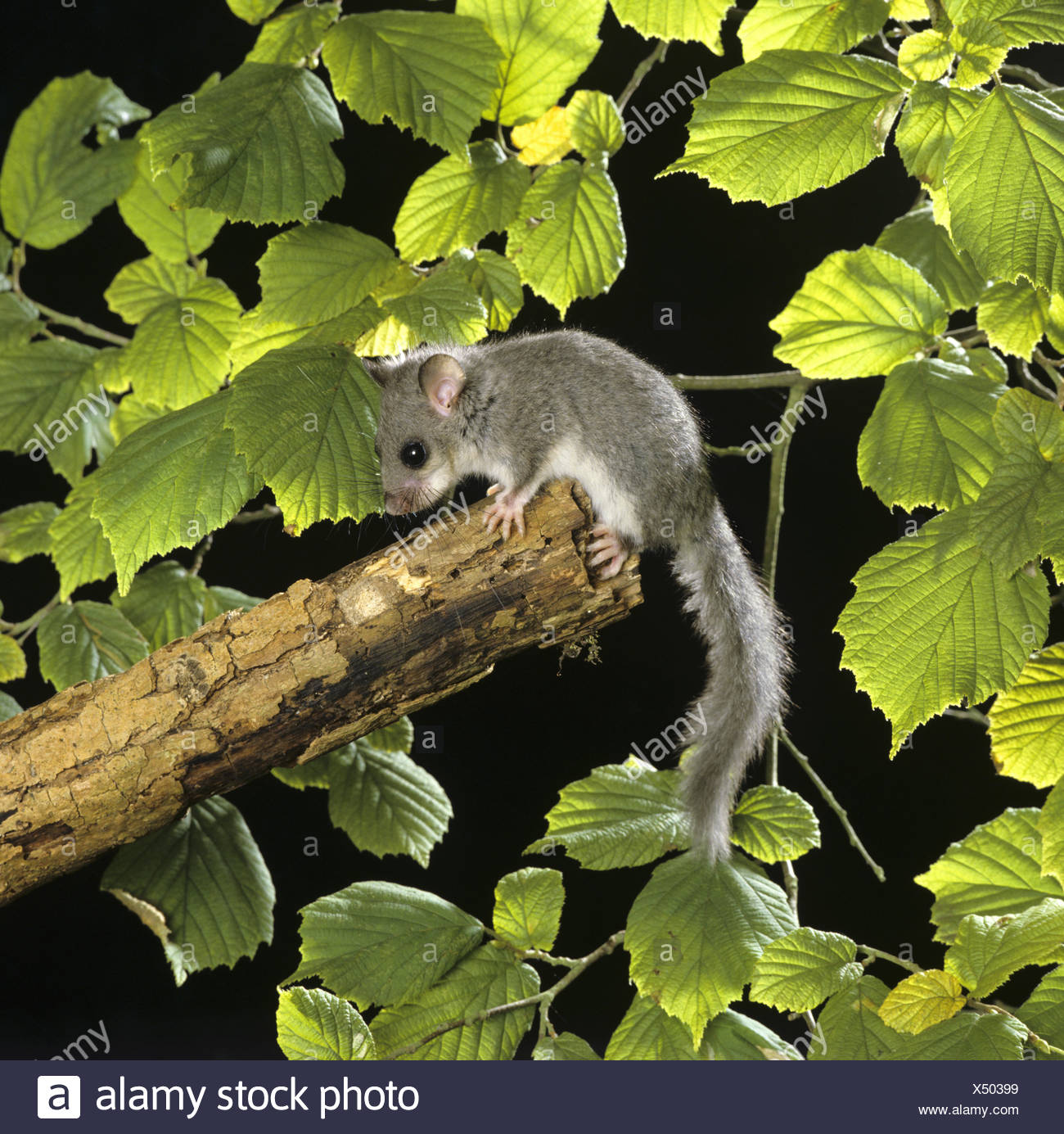 Woods Mouse High Resolution Stock Photography and Images - Alamy