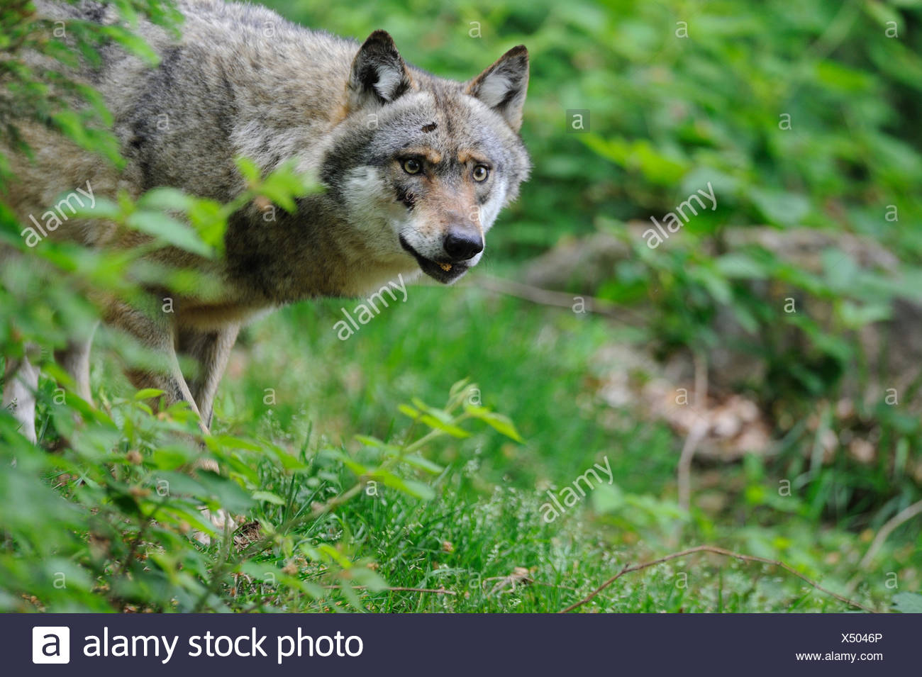 Wolf Forest High Resolution Stock Photography and Images - Alamy