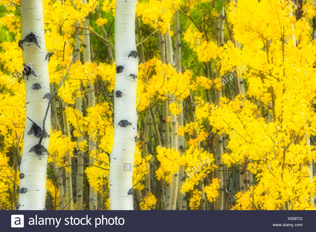 Aspen Poplar Populus Tremuloides High Resolution Stock Photography and ...