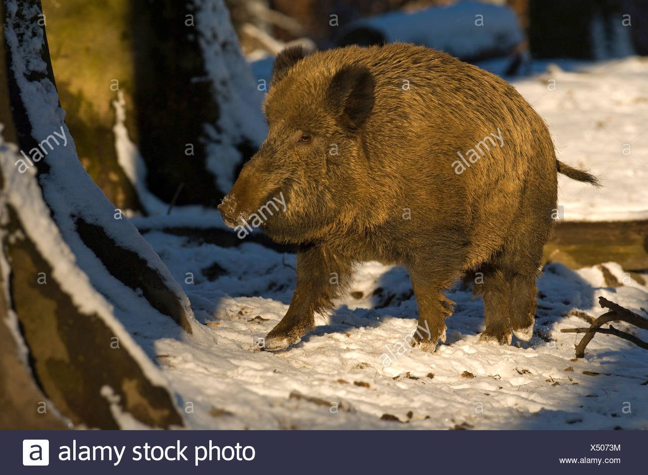 Schweineruessel High Resolution Stock Photography and Images - Alamy