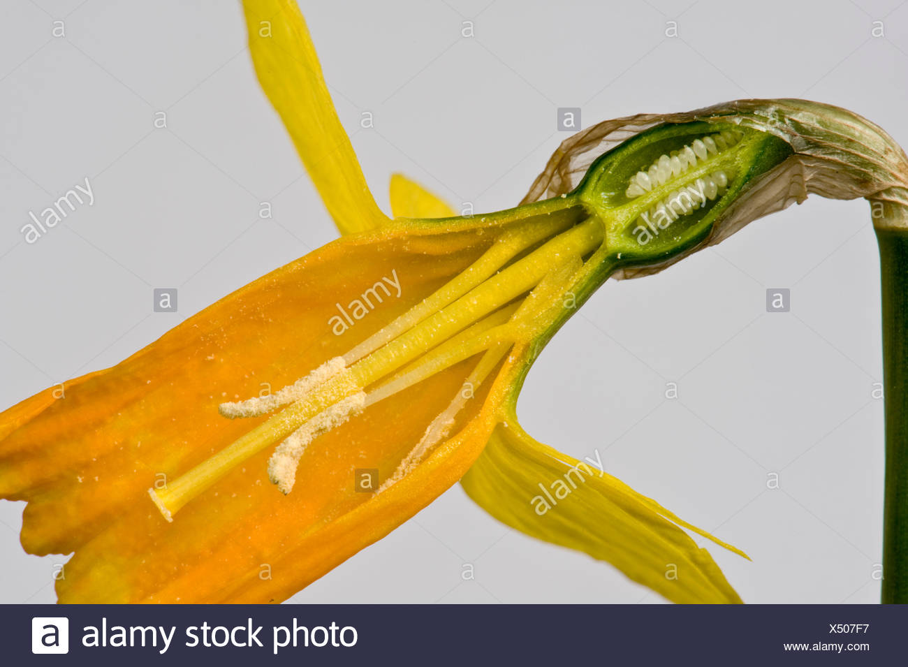 Flower Cross Section Stock Photos & Flower Cross Section Stock Images ...