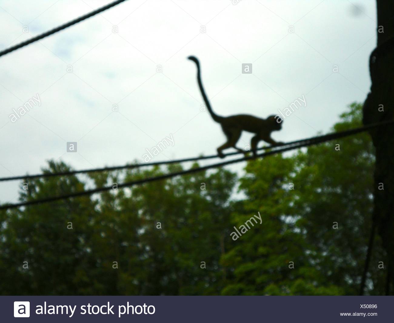 Crawling Animals High Resolution Stock Photography and Images - Alamy