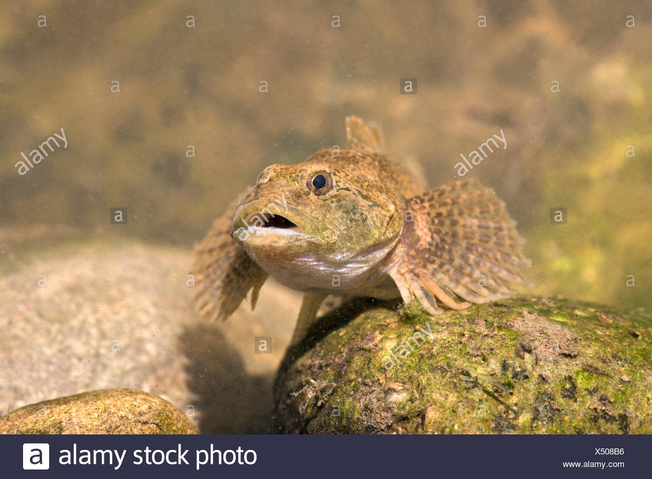 Bullhead Cottus Gobio Stock Photos & Bullhead Cottus Gobio Stock Images ...