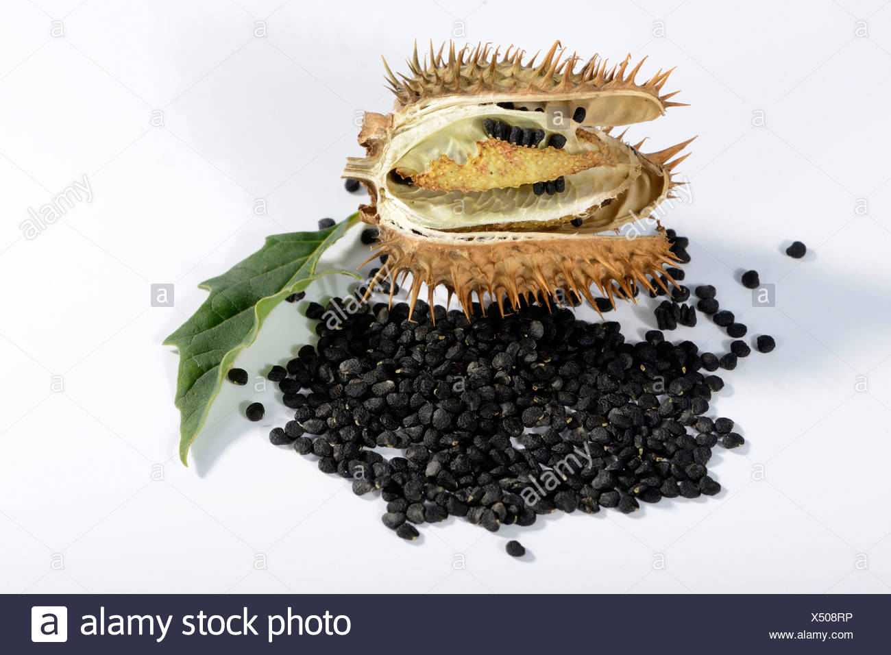 Jimson High Resolution Stock Photography and Images - Alamy