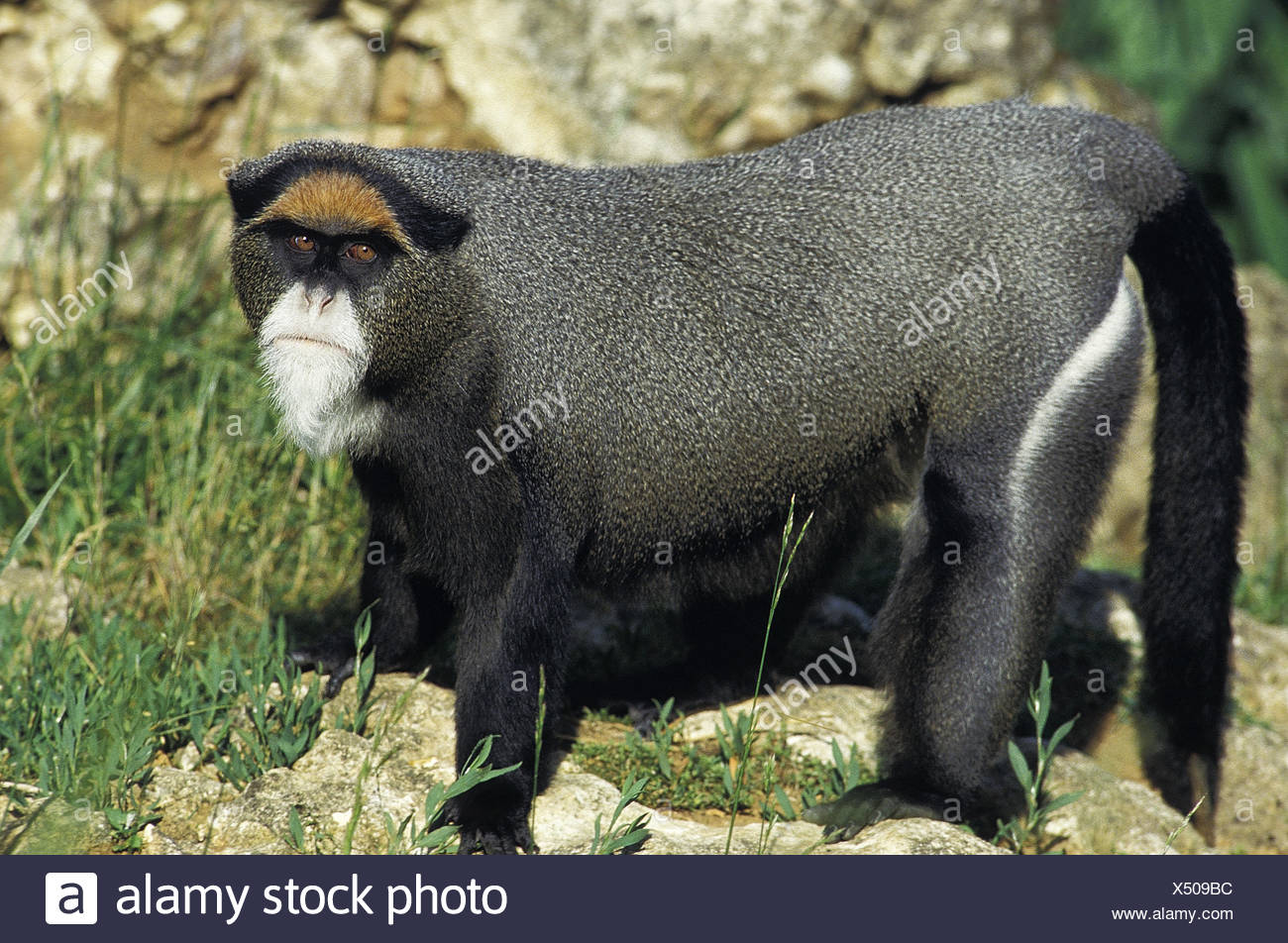 De Brazzas Monkeys High Resolution Stock Photography and Images - Alamy
