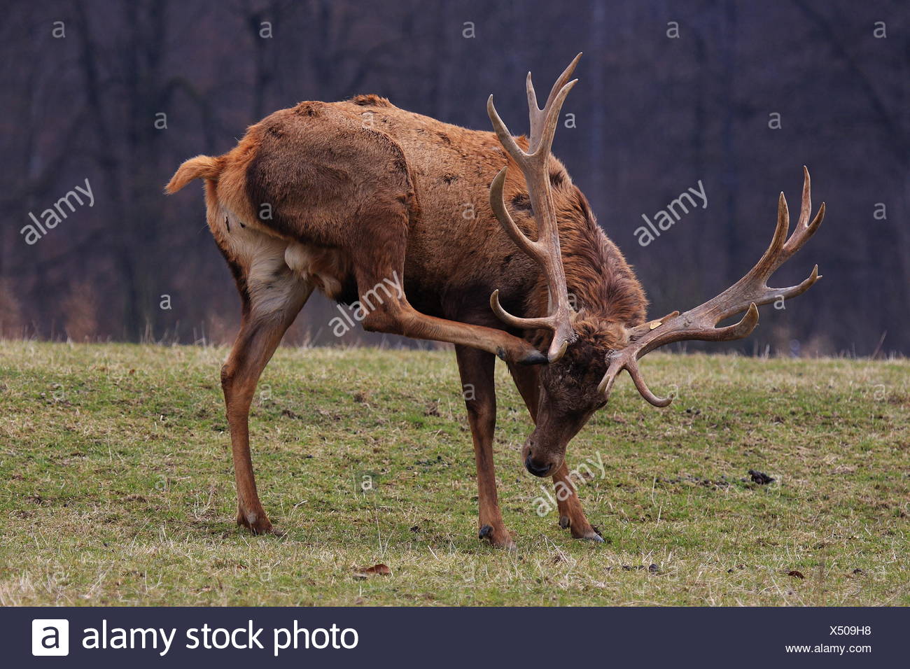 The Stag Hunt High Resolution Stock Photography and Images - Alamy