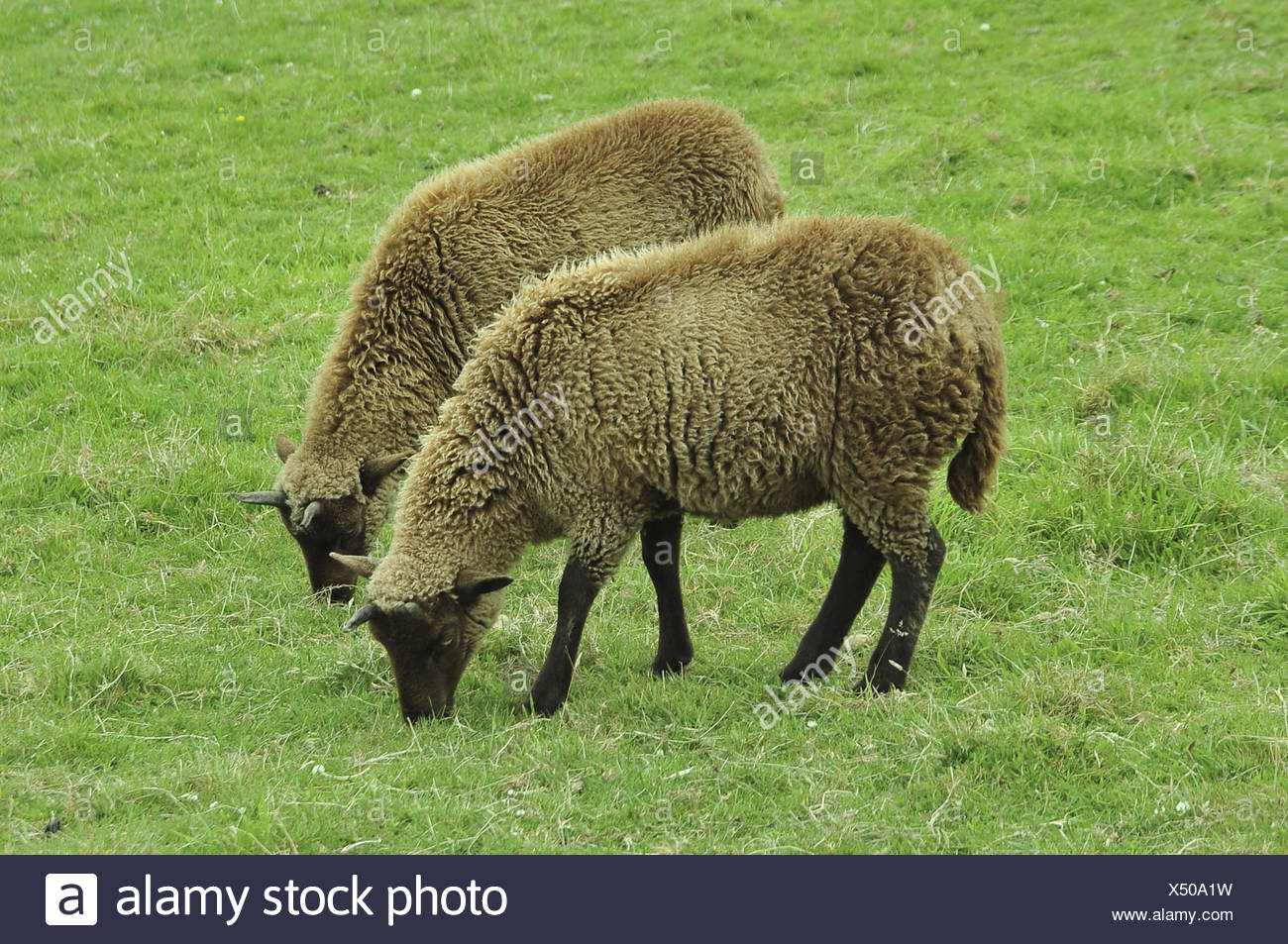 Isle Man Manx Loaghtan Sheep High Resolution Stock Photography and ...