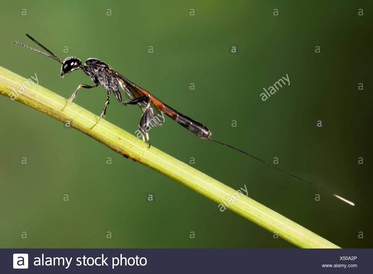 Xeris Spectrum High Resolution Stock Photography and Images - Alamy