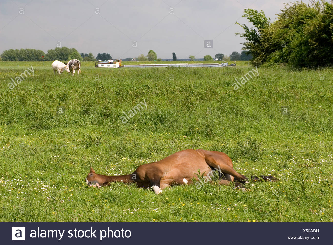 Van Wijhe High Resolution Stock Photography and Images - Alamy