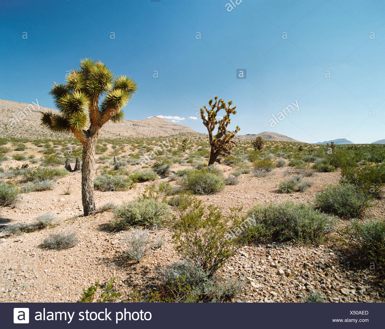 Mojave Desert Plants Stock Photos & Mojave Desert Plants Stock Images ...