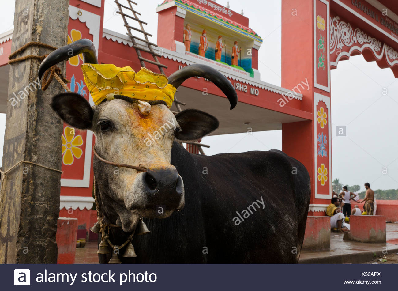 Sacred Decorated Cow India High Resolution Stock Photography and Images ...