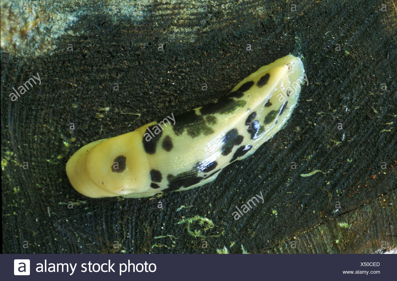Banana Slugs High Resolution Stock Photography and Images - Alamy