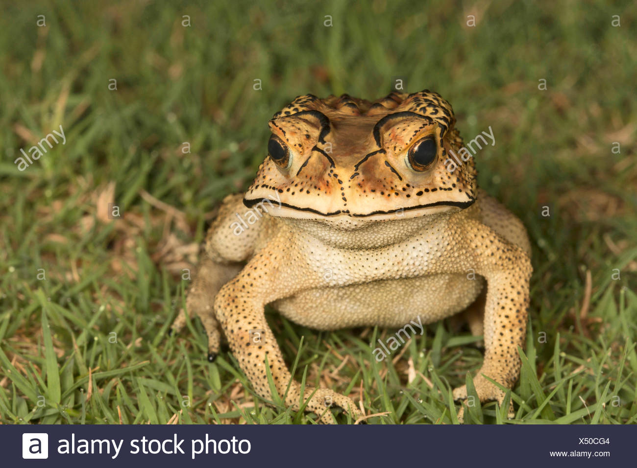 Indian Toad High Resolution Stock Photography and Images - Alamy