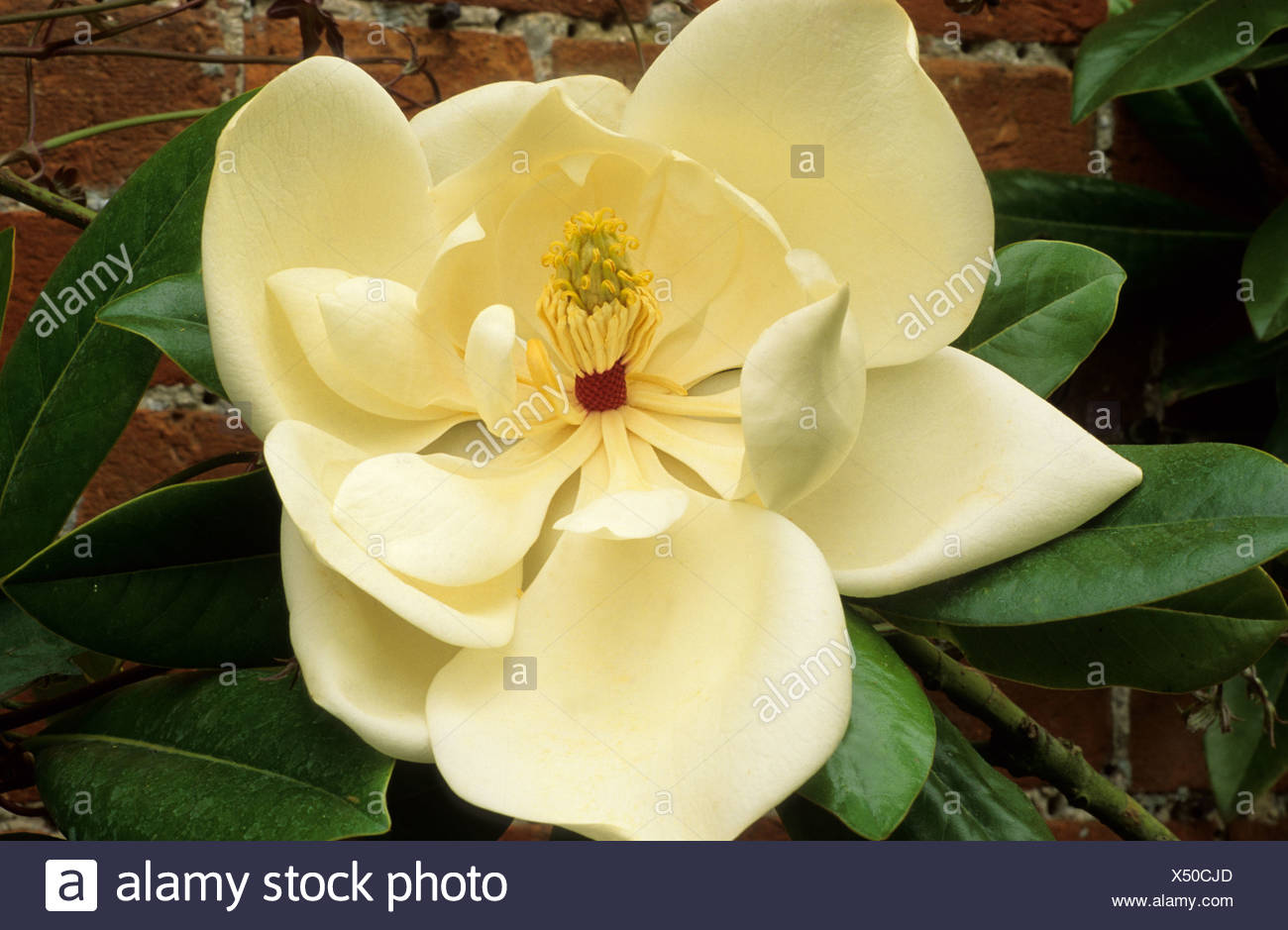 Magnolia Grandiflora Exmouth Stock Photos & Magnolia Grandiflora ...