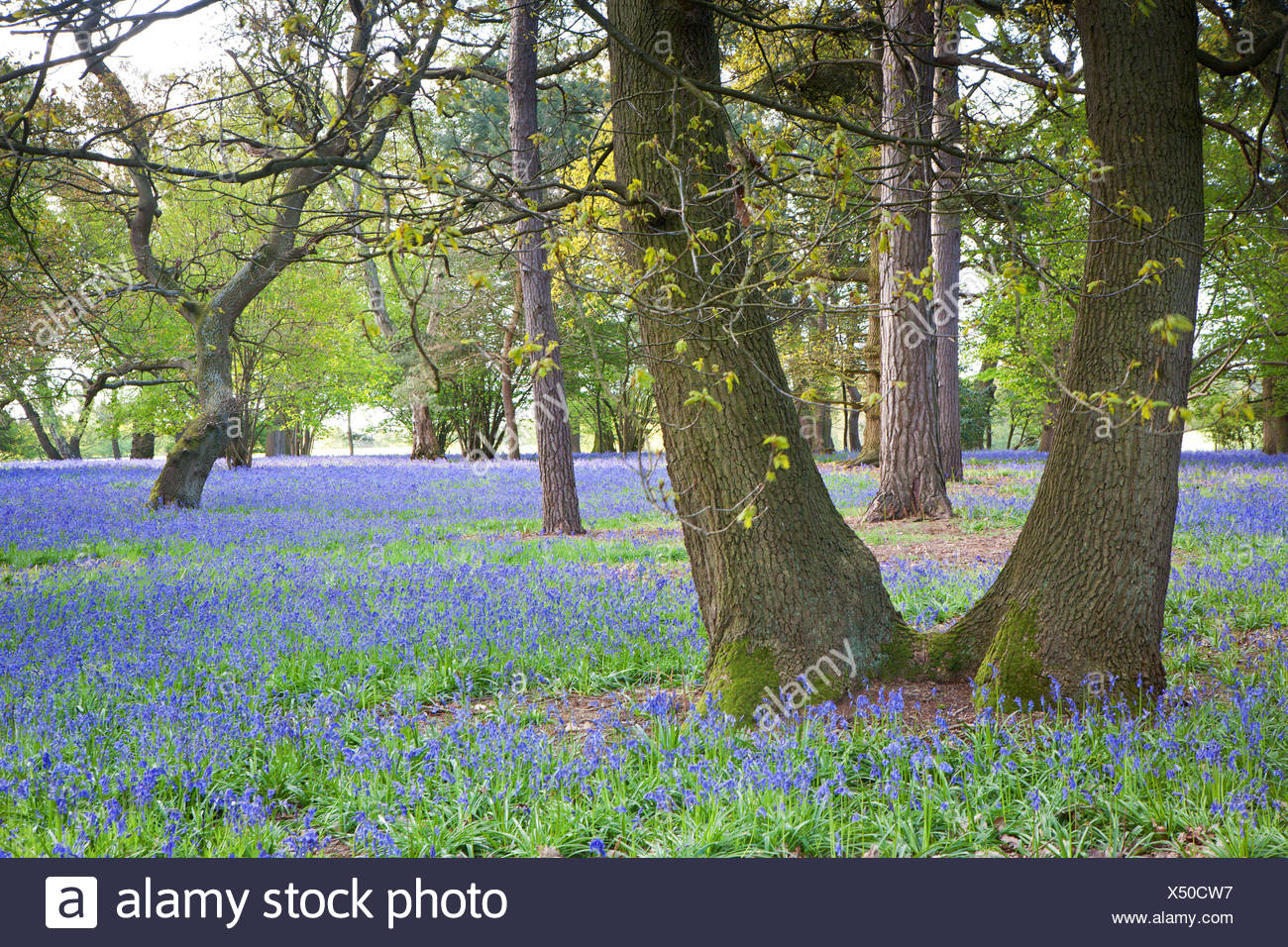 Fields Of Bluebells Stock Photos & Fields Of Bluebells Stock Images - Alamy
