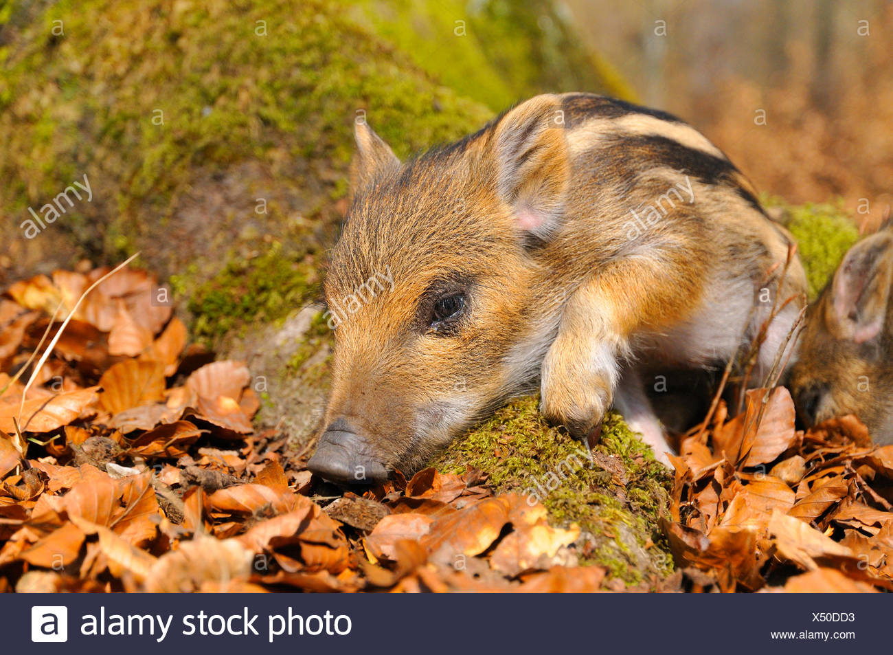 Shoat High Resolution Stock Photography and Images - Alamy