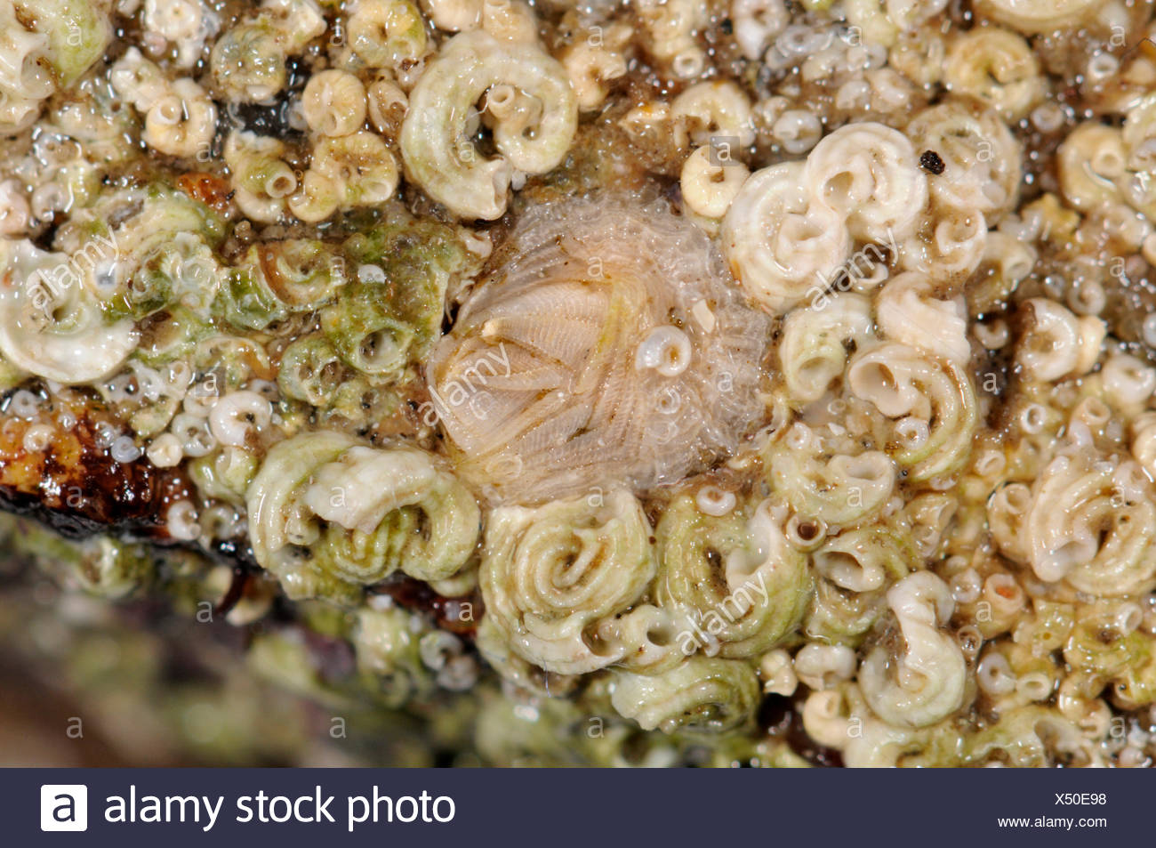 Verruca Stock Photos & Verruca Stock Images - Alamy