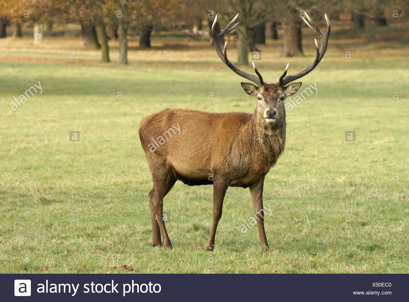 Deer Hunter High Resolution Stock Photography and Images - Alamy