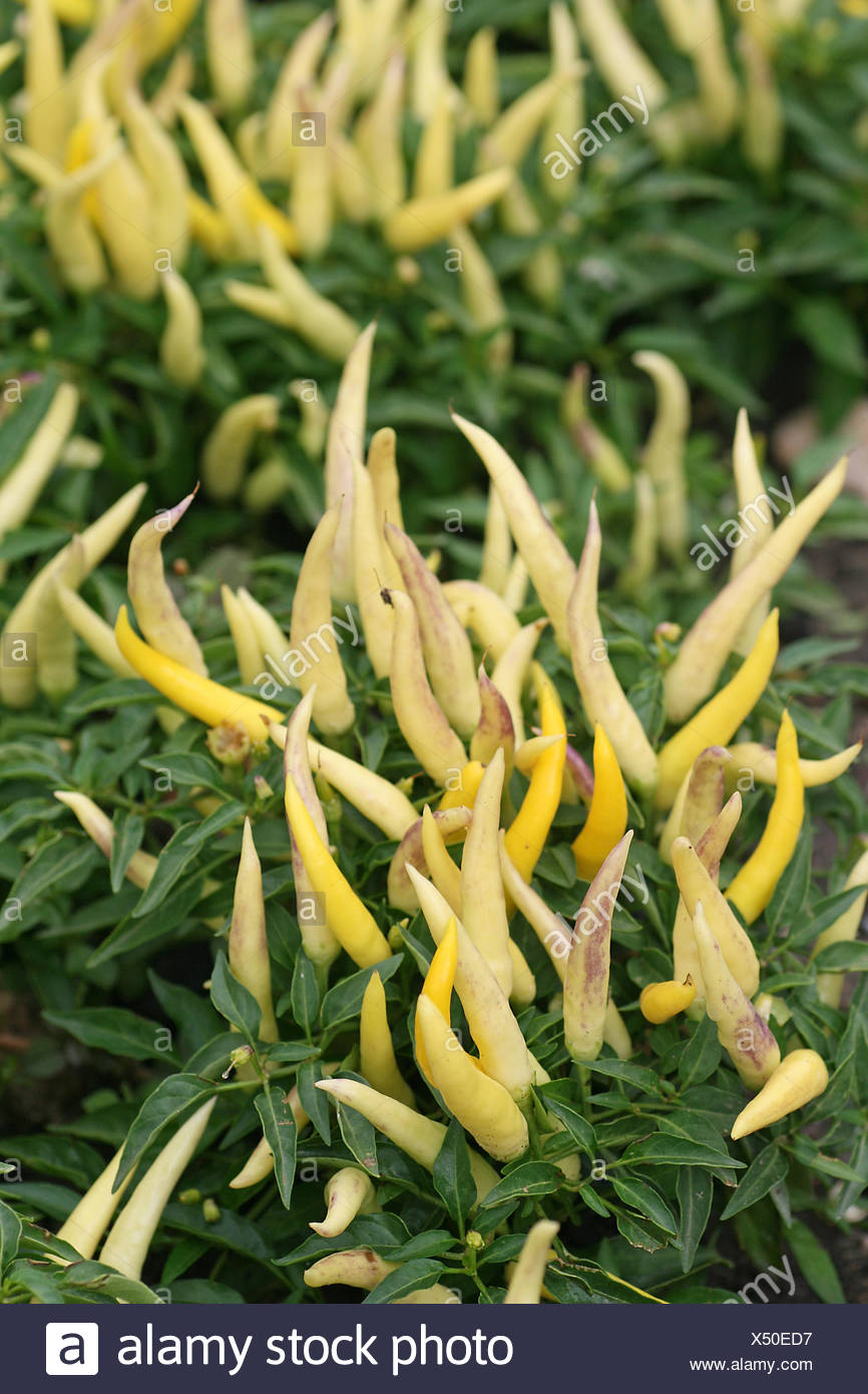 Capsicum Annuum Flower High Resolution Stock Photography and Images - Alamy