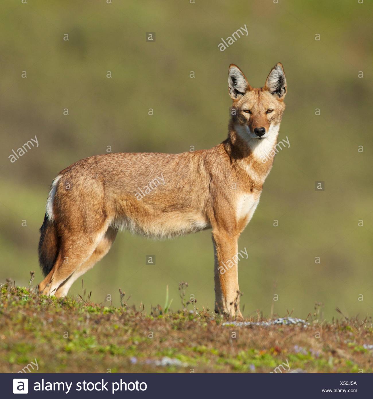 Simien Fox Stock Photos & Simien Fox Stock Images - Alamy