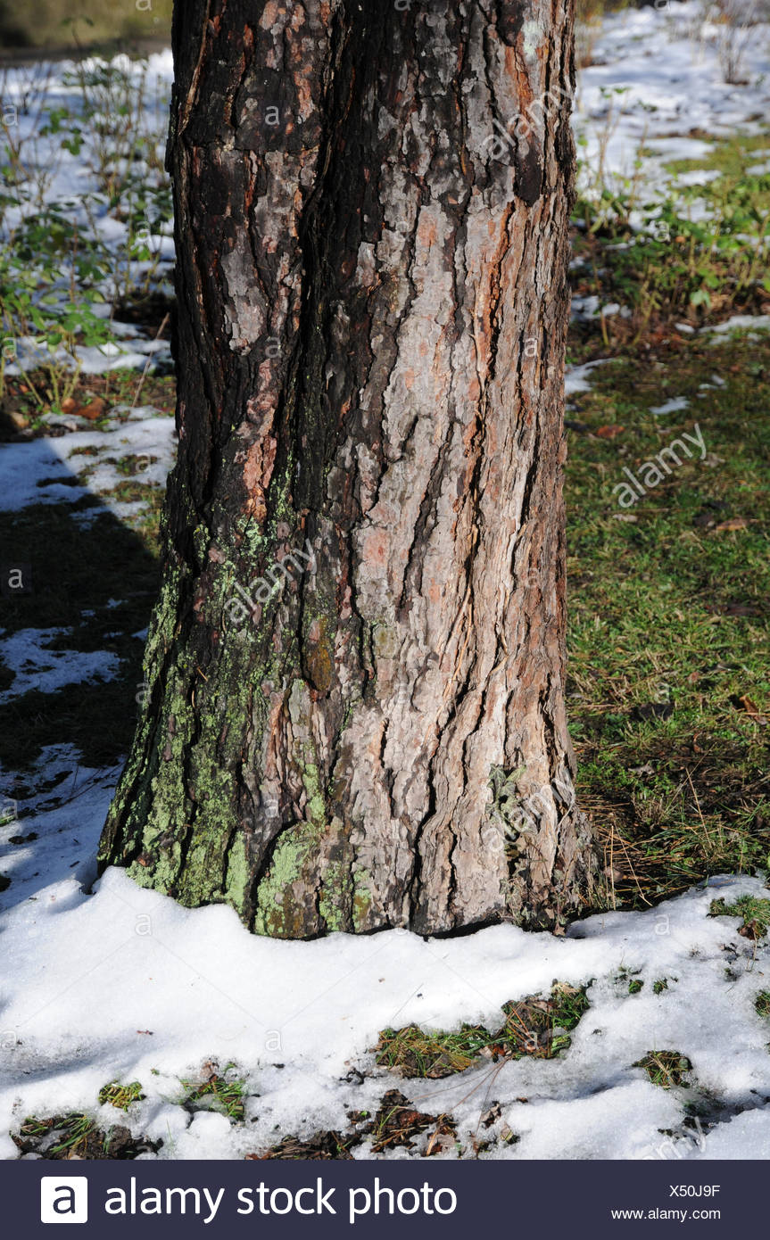 Ponderosa Pine Bark High Resolution Stock Photography and Images - Alamy
