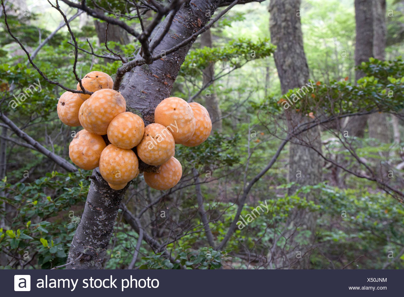 Fruiting Body Of Fungus High Resolution Stock Photography and Images ...