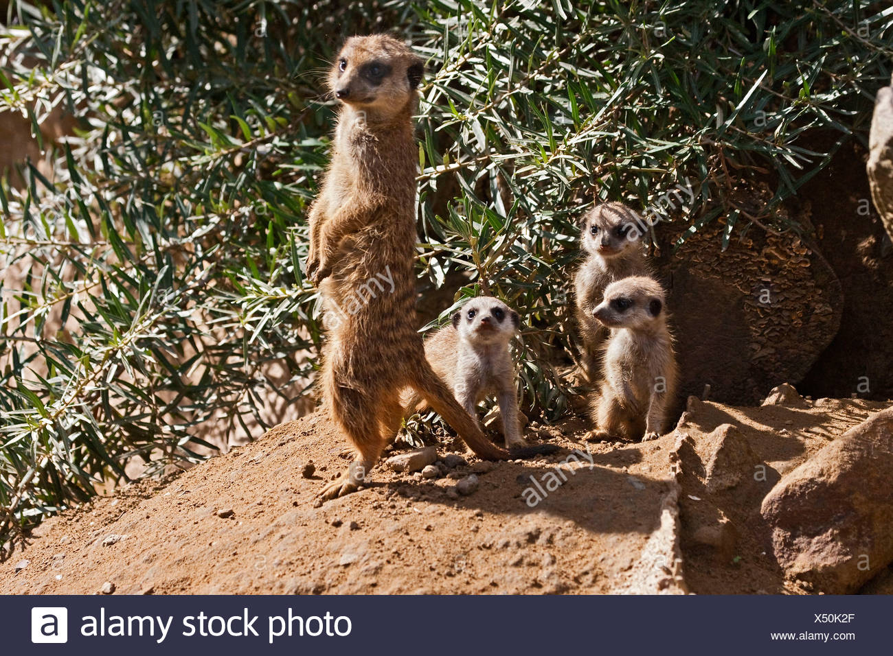 Suricats High Resolution Stock Photography and Images - Alamy