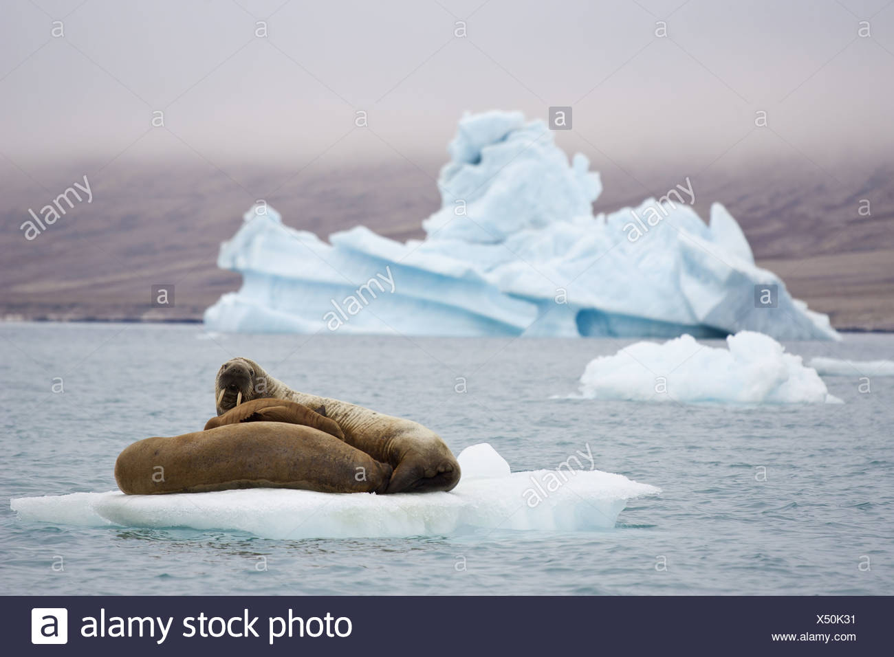 Walrus Pup High Resolution Stock Photography and Images - Alamy