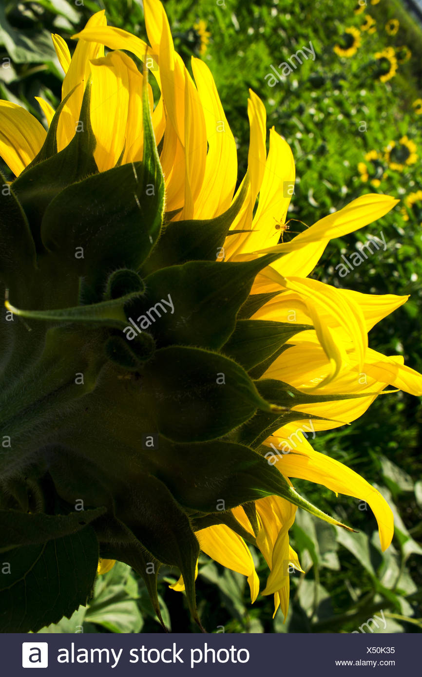 Back Of Sunflower High Resolution Stock Photography and Images - Alamy