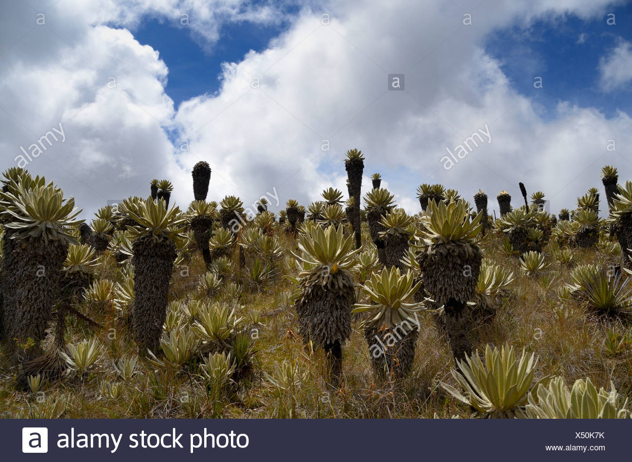 Frailejon Paramo High Resolution Stock Photography and Images - Alamy