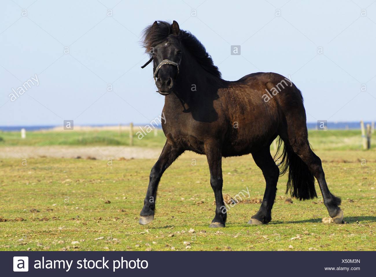 Fell Pony Stock Photos & Fell Pony Stock Images - Alamy