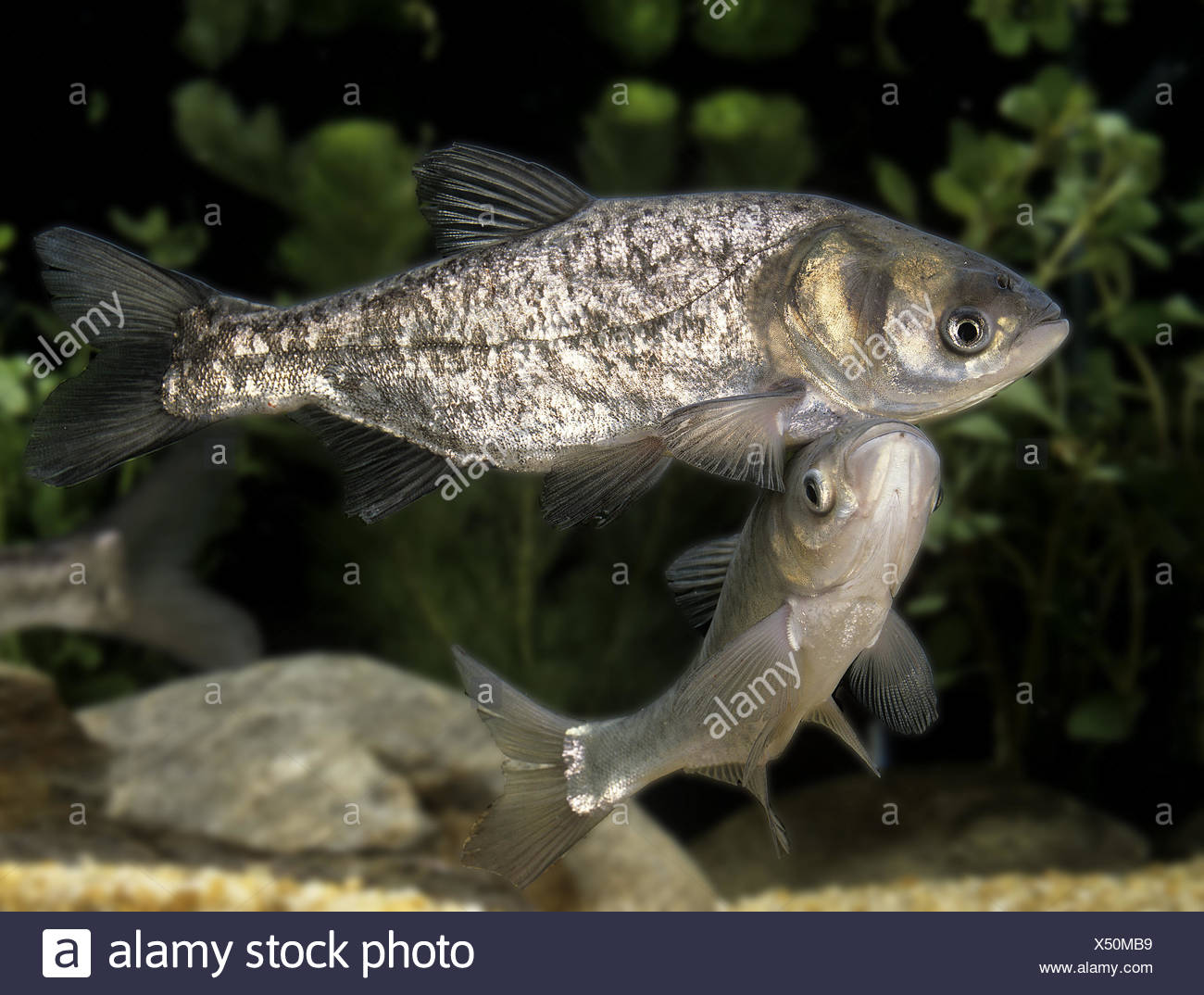 Hypophthalmichthys Molitrix High Resolution Stock Photography and ...