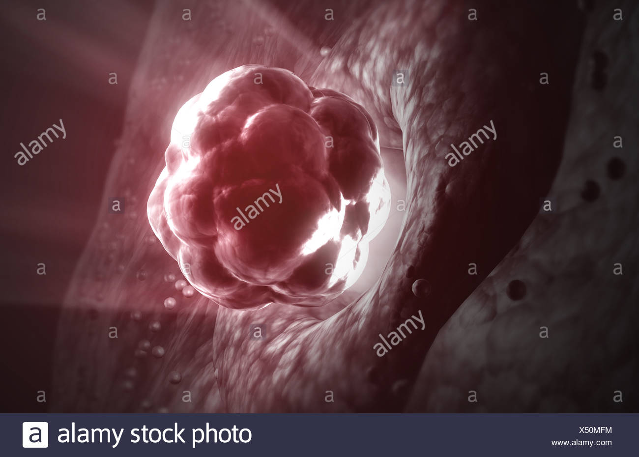 Human Female Ovulation High Resolution Stock Photography and Images - Alamy