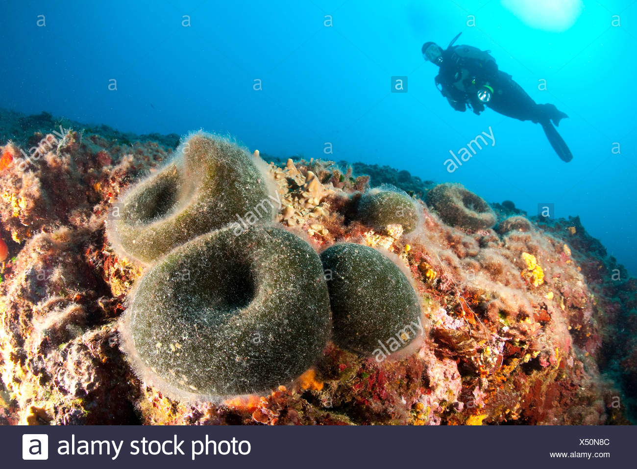 Codium Algae High Resolution Stock Photography and Images - Alamy