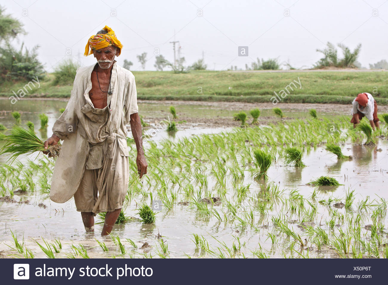 Rice Plant Pakistan High Resolution Stock Photography and Images - Alamy