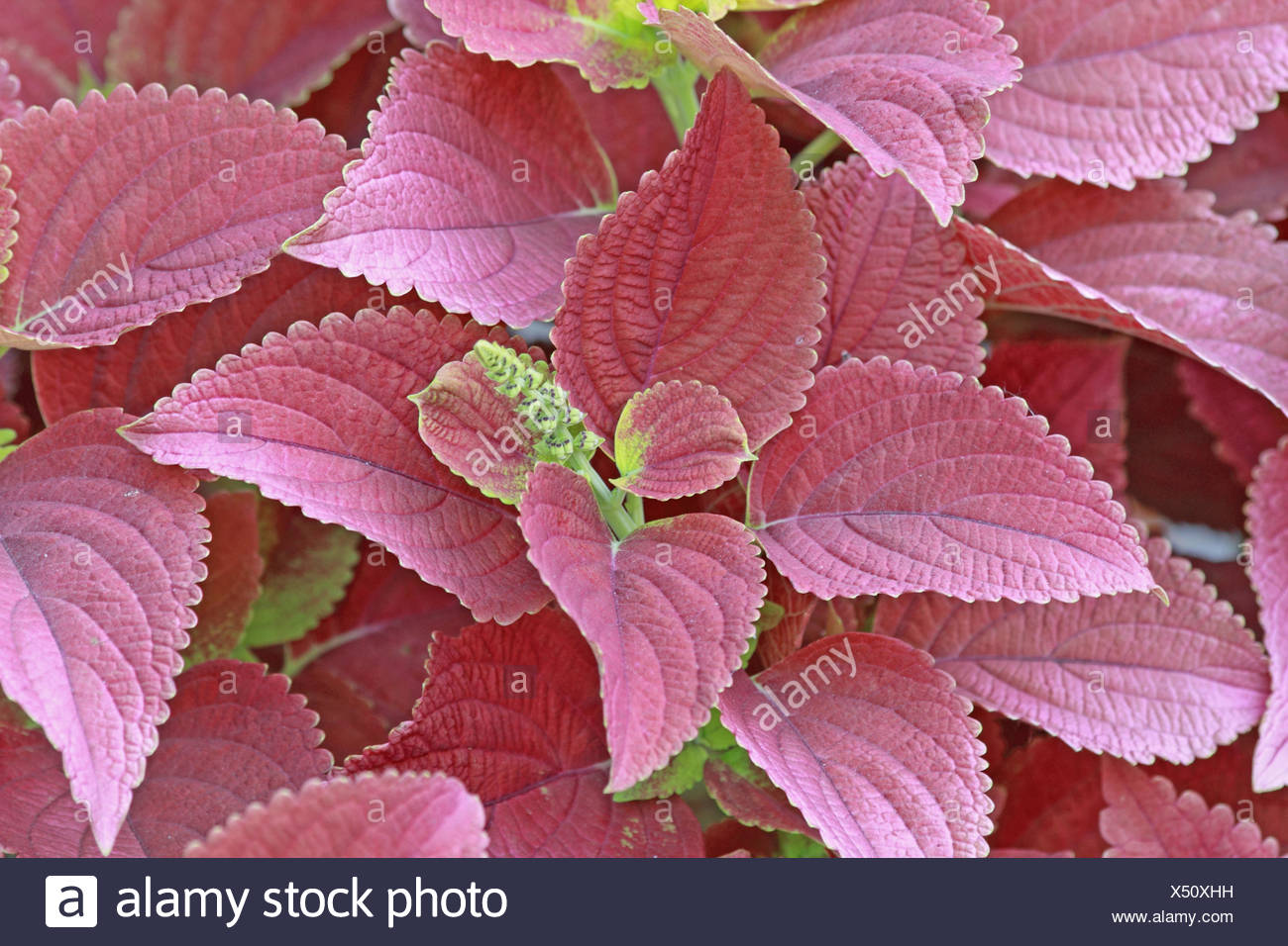Begonia Leaves High Resolution Stock Photography and Images - Alamy