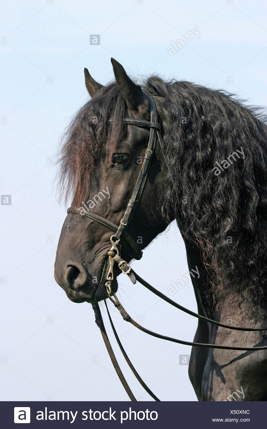 Friese Im Portrait Friesian Horse High Resolution Stock Photography and ...