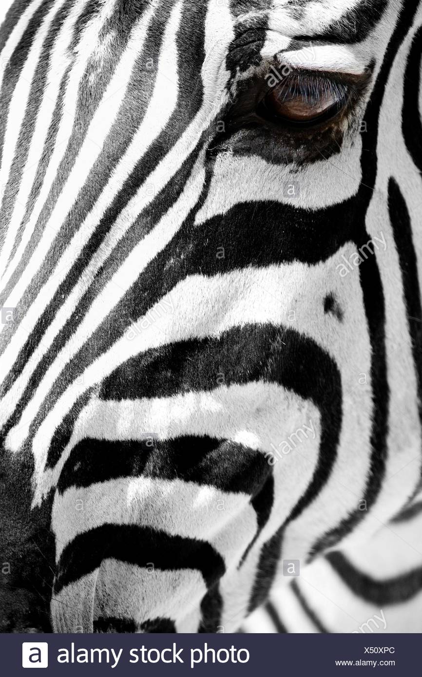 Zebra Pattern High Resolution Stock Photography and Images - Alamy