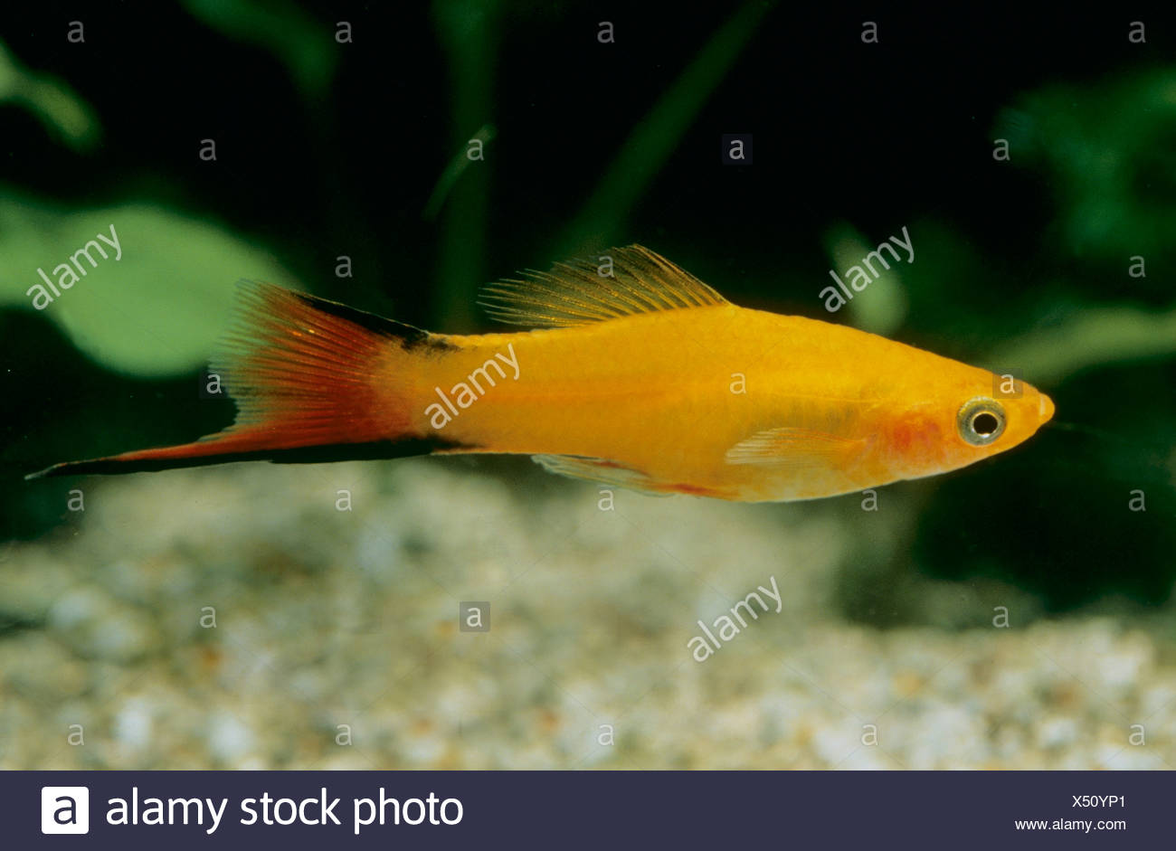 Swordtail Fish Stock Photos & Swordtail Fish Stock Images - Alamy