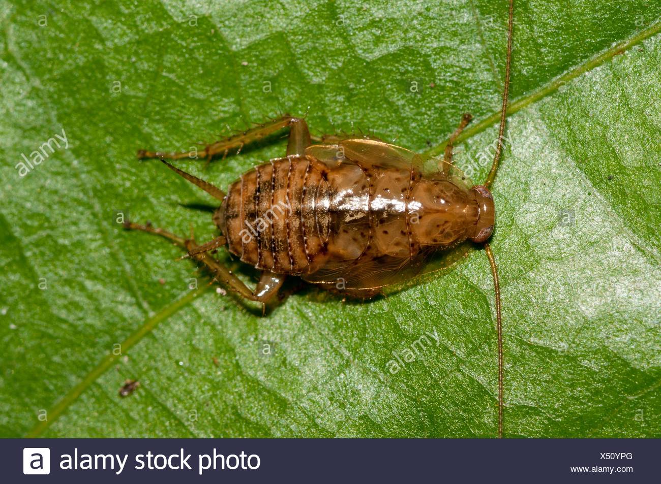 Blattodea High Resolution Stock Photography and Images - Alamy