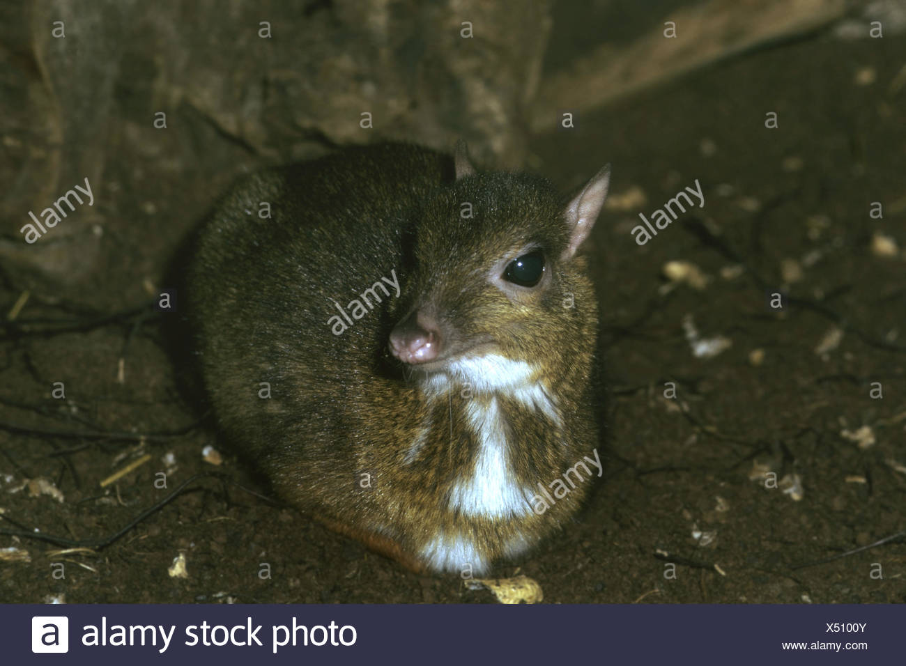 Deer Mouse Stock Photos & Deer Mouse Stock Images - Alamy