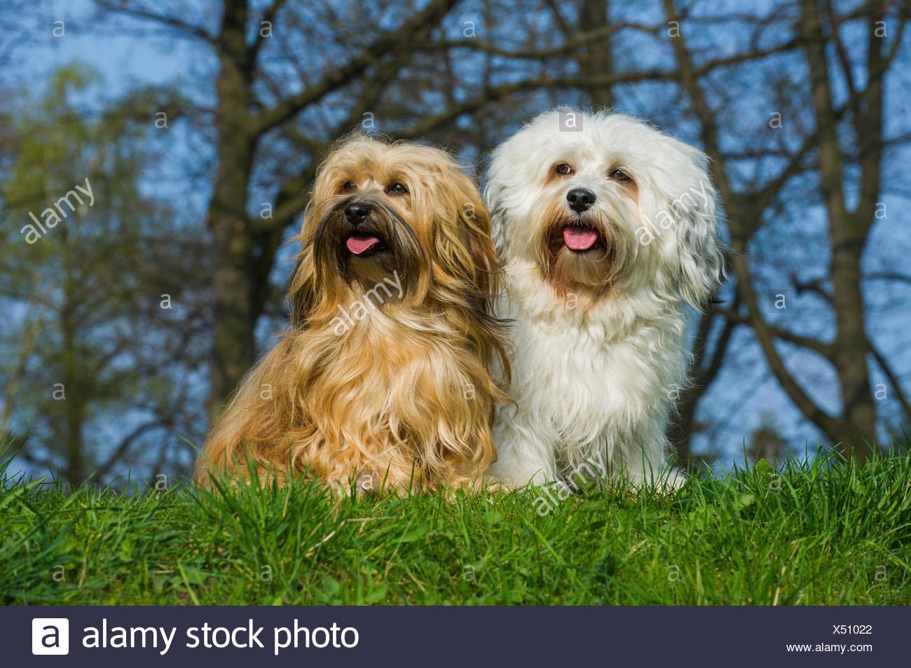 Havana Silk Dog Havanese Bichon Stock Photos & Havana Silk Dog Havanese ...