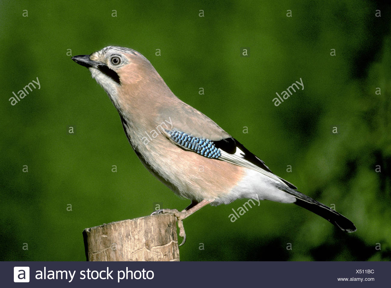 Bird With White Rump High Resolution Stock Photography and Images - Alamy