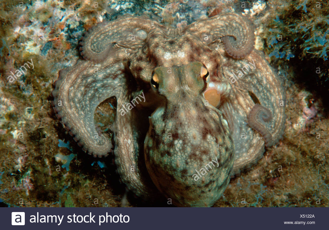 Common Atlantic Octopus High Resolution Stock Photography and Images ...