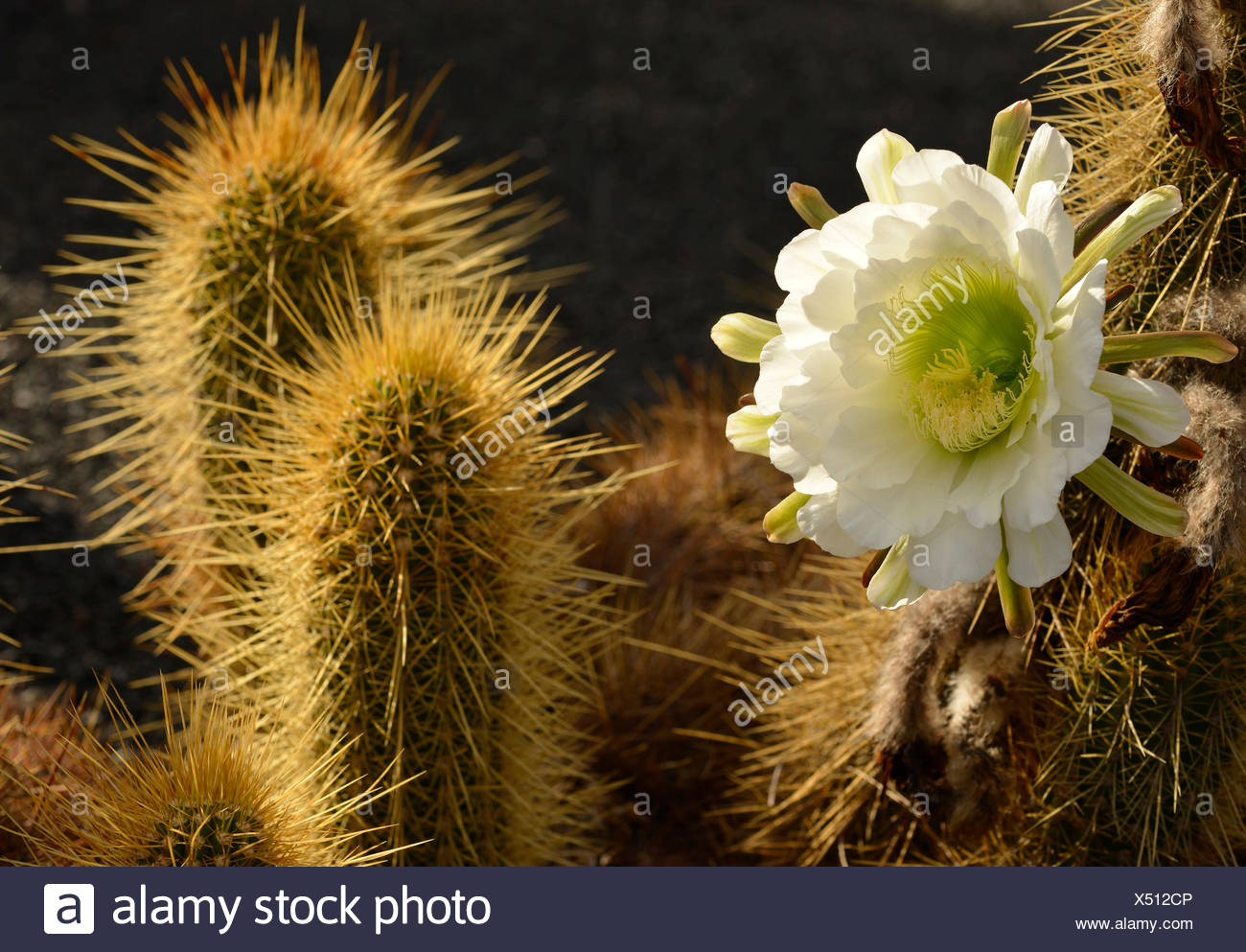 Morning Cactus Flower High Resolution Stock Photography and Images - Alamy