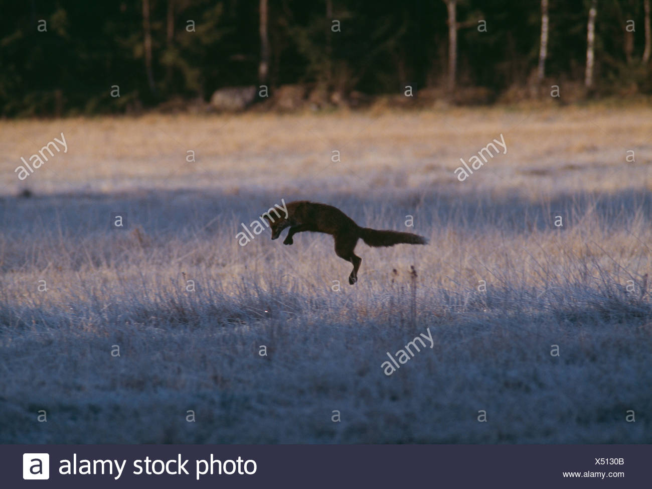 Red Fox Chasing Prey High Resolution Stock Photography and Images - Alamy