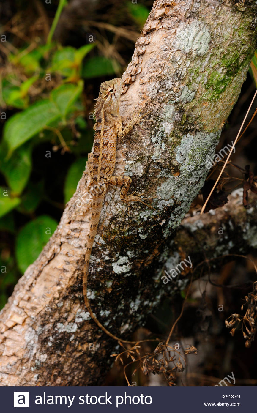South Indian Common Lizard High Resolution Stock Photography and Images ...