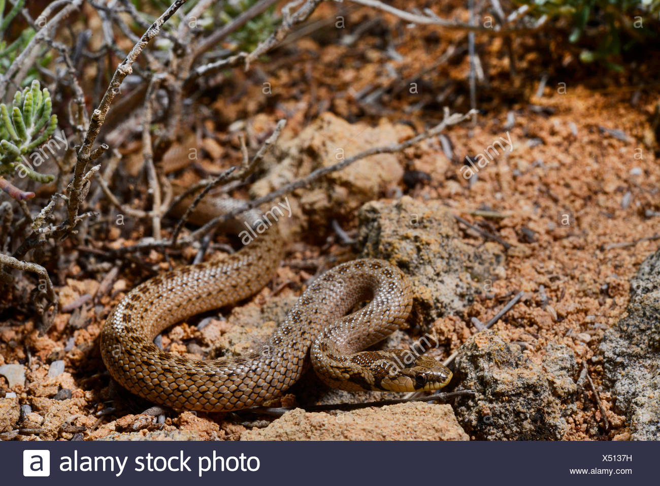 Hooded Snake High Resolution Stock Photography and Images - Alamy