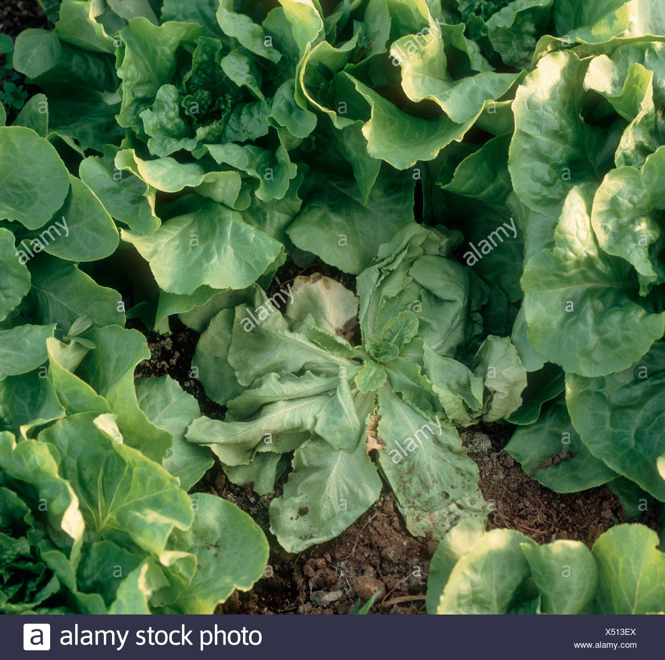 Sclerotinia Sclerotiorum High Resolution Stock Photography and Images ...