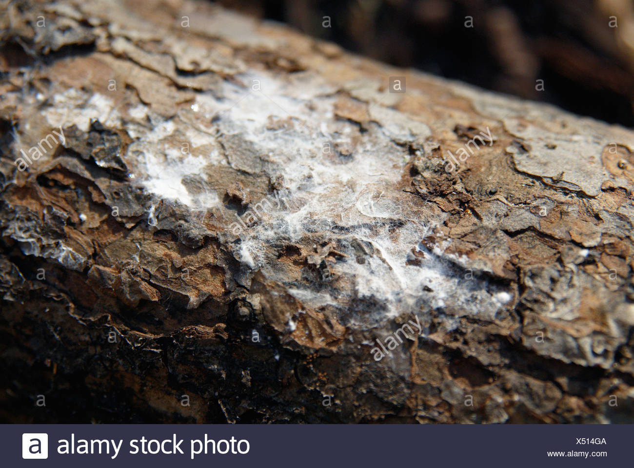 Timber With Wet Rot High Resolution Stock Photography and Images - Alamy